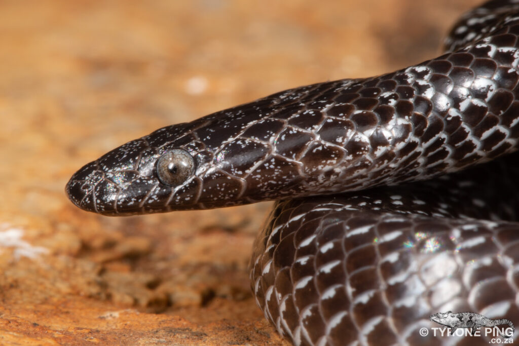 Lycophidion variegatum - Variegated wolf snake