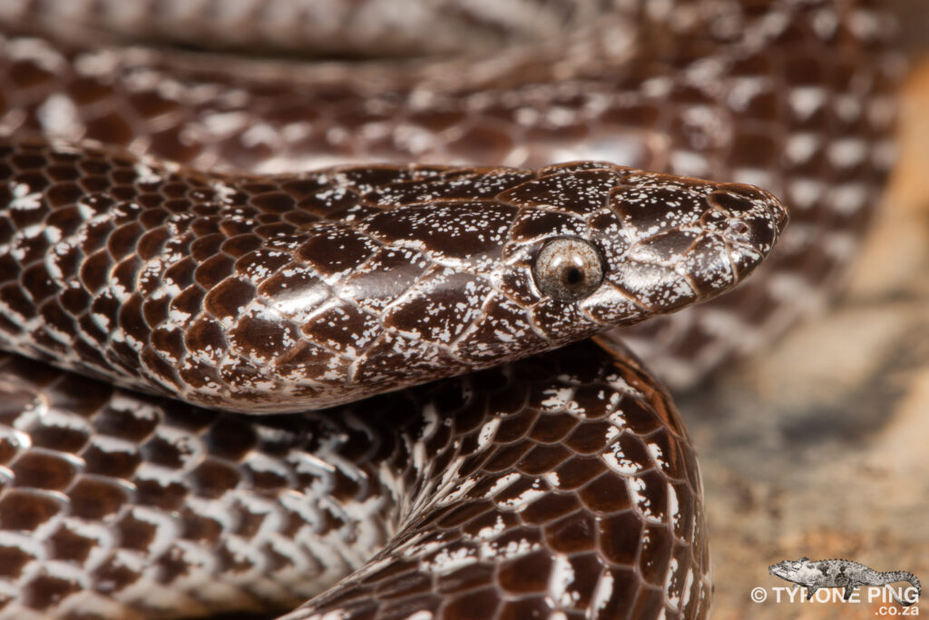 Lycophidion variegatum - Variegated wolf snake