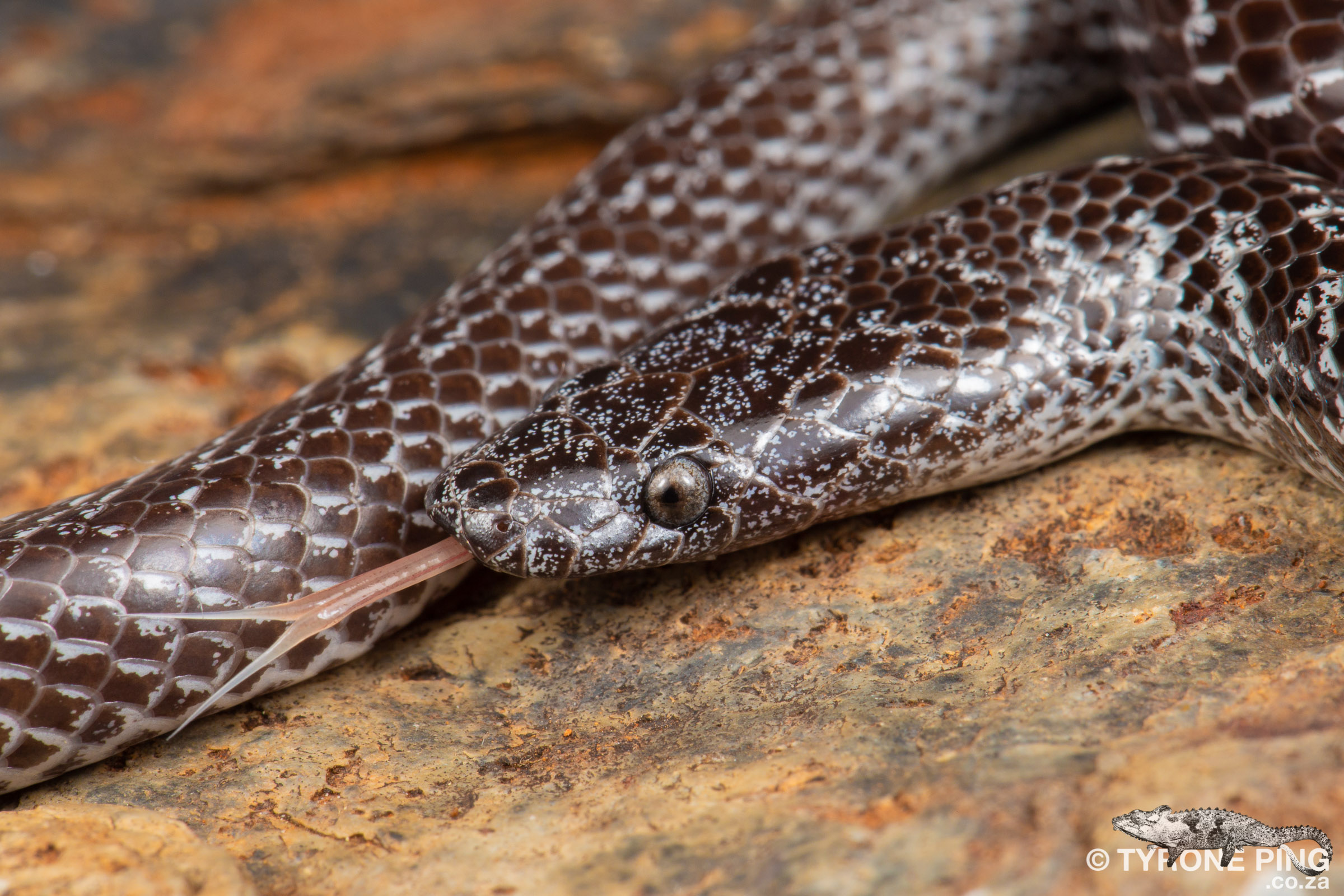 Lycophidion variegatum - Variegated wolf snake