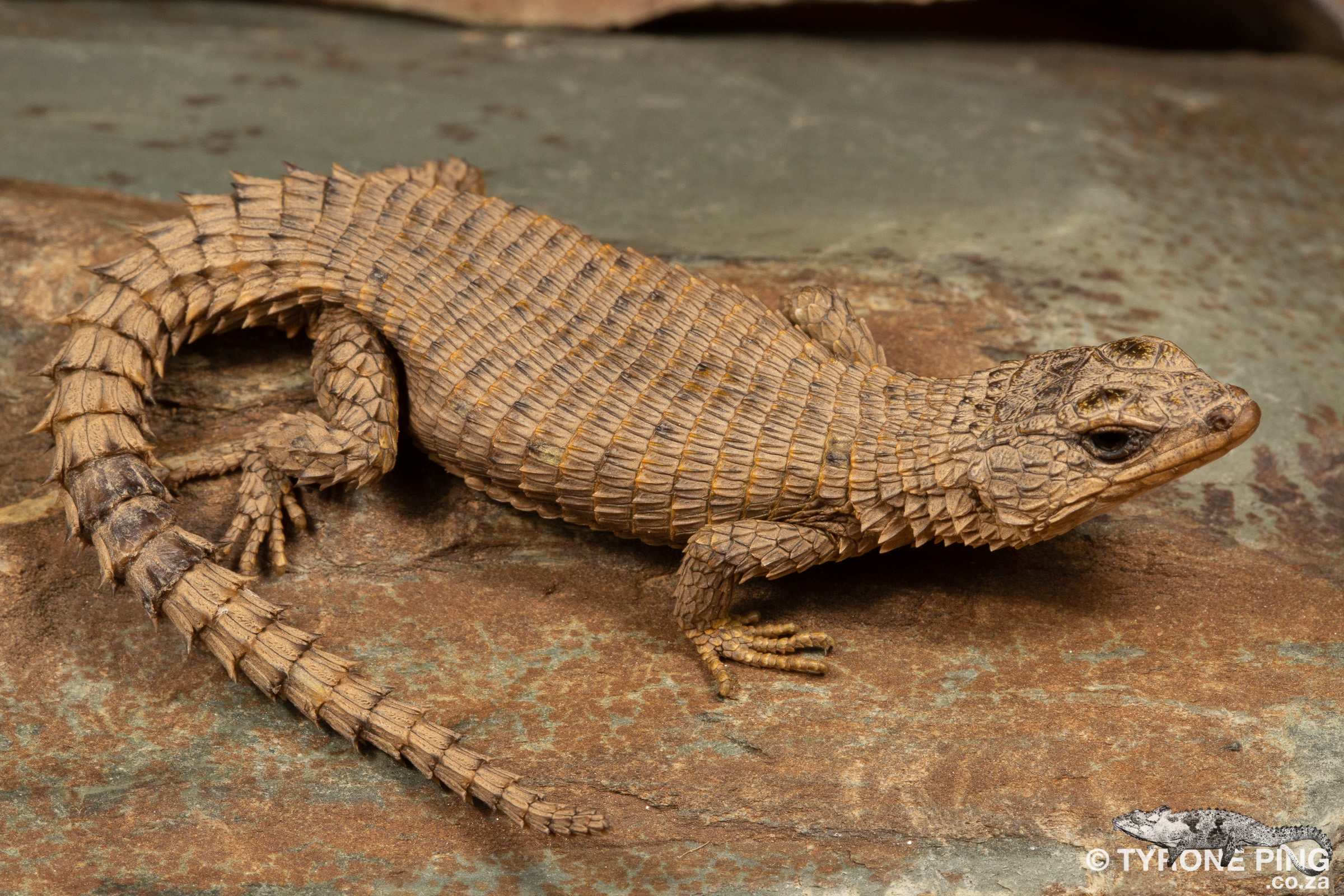 Cordylus minor - Western Dwarf Girdled Lizard