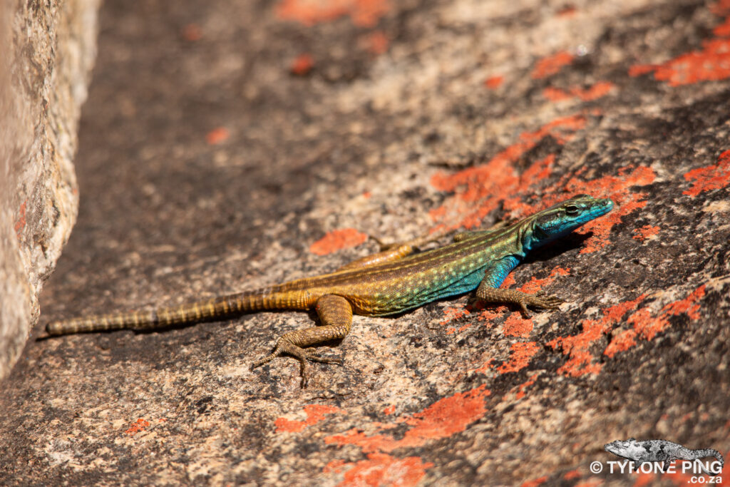 Platysaurus capensis - Cape Flat Lizard