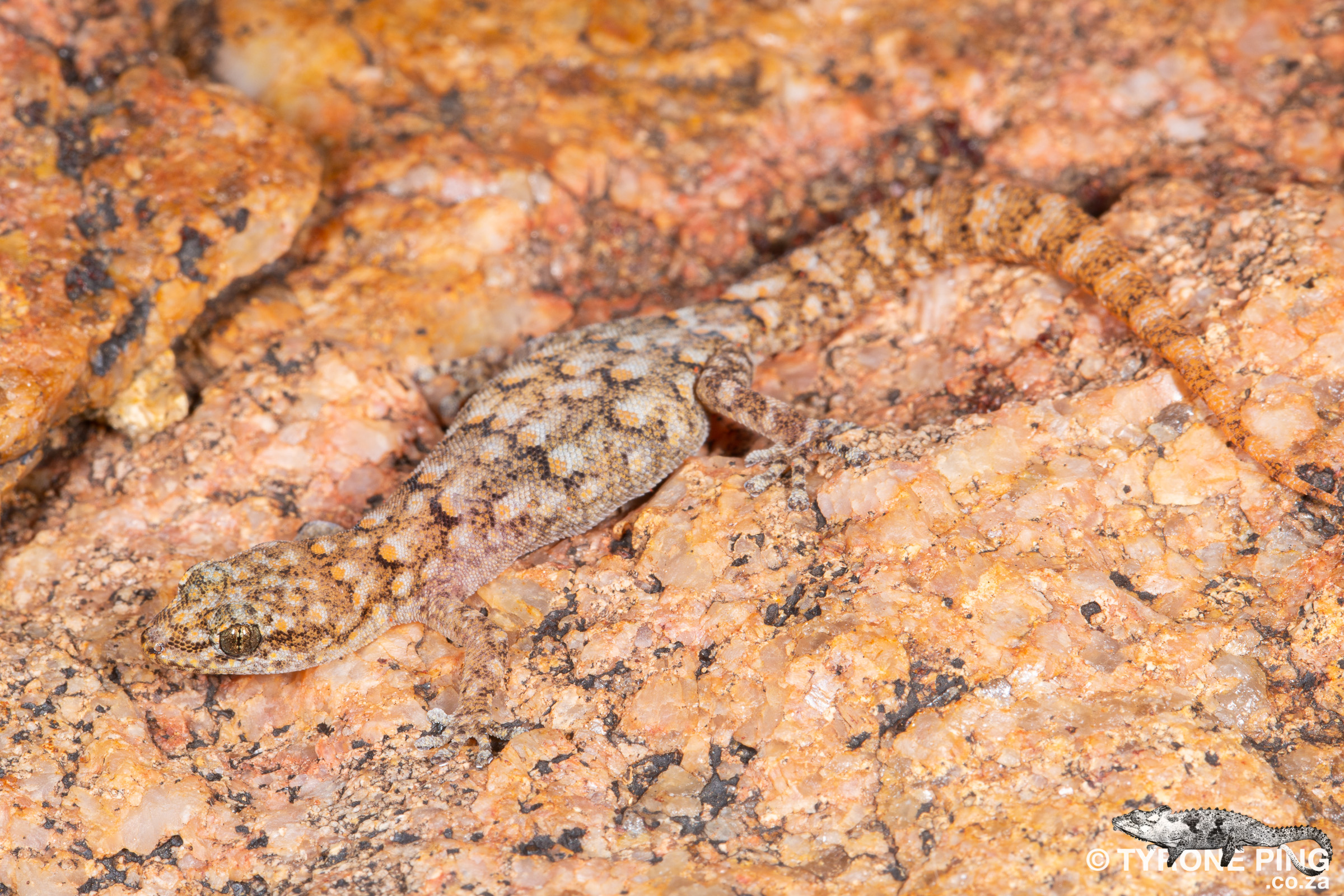 Goggia matzikamaensis - Kliprand Pygmy Gecko