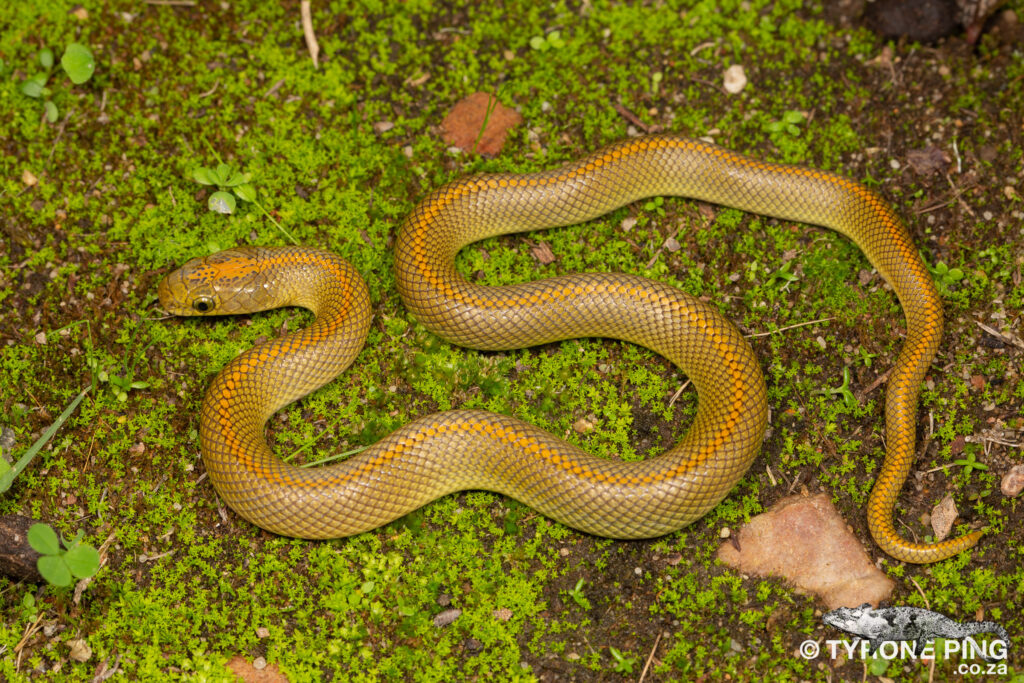 Lamprophis aurora - Aurora House Snake