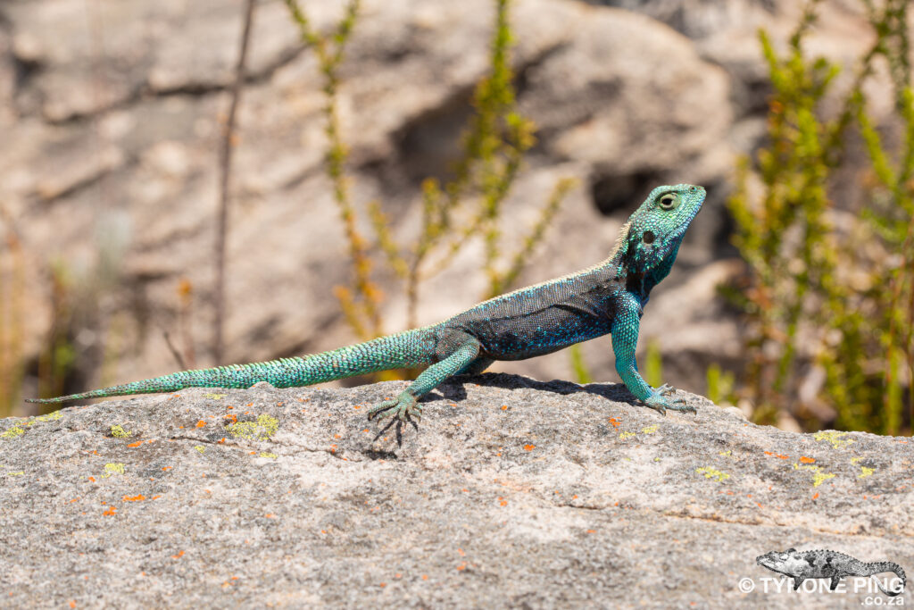 Agama atra - Southern Rock Agama