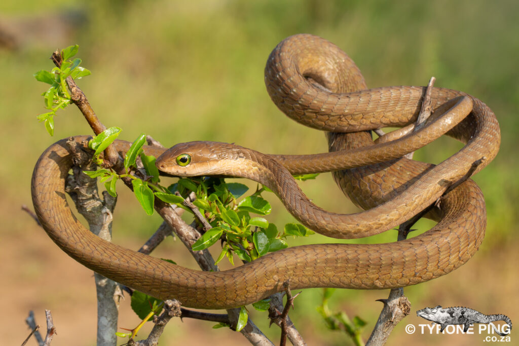 Dispholidus typus viridis - Common Boomslang
