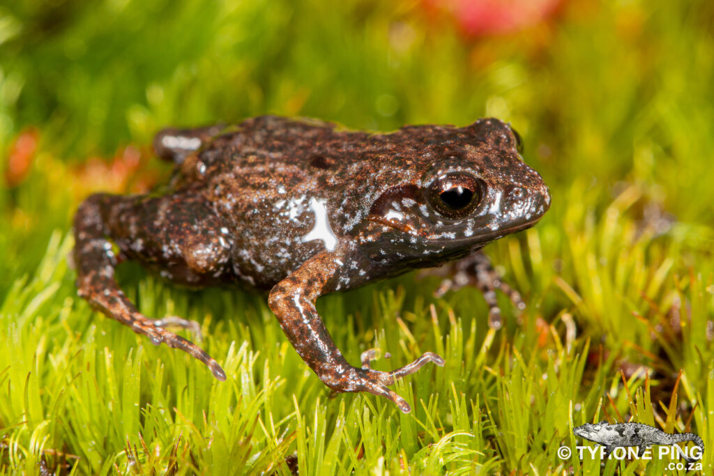 Arthroleptella drewesii - Drewes' Moss Frog