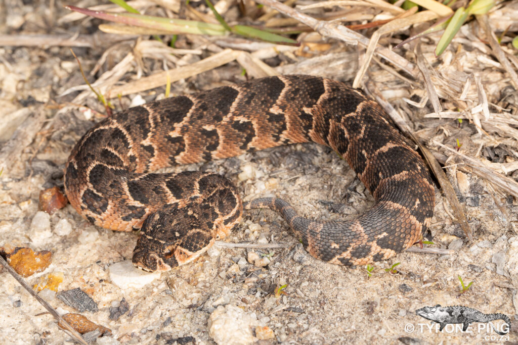 Bitis arietans - Puff Adder