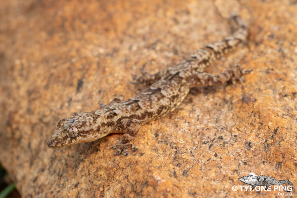 Hemidactylus mabouia | Tropical House Gecko | Tyrone Ping