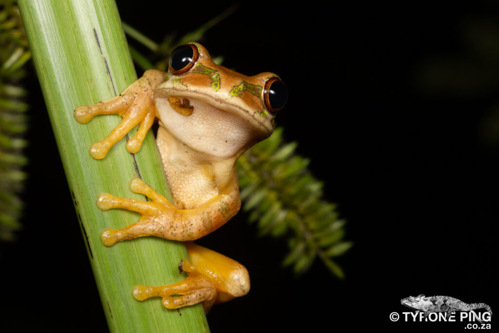 Leptopelis natalensis - Natal Forest Tree Frog