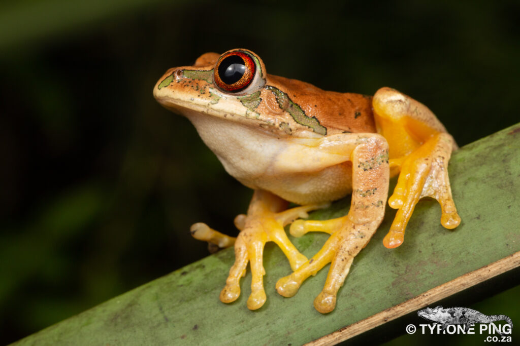 Leptopelis natalensis - Natal Forest Tree Frog