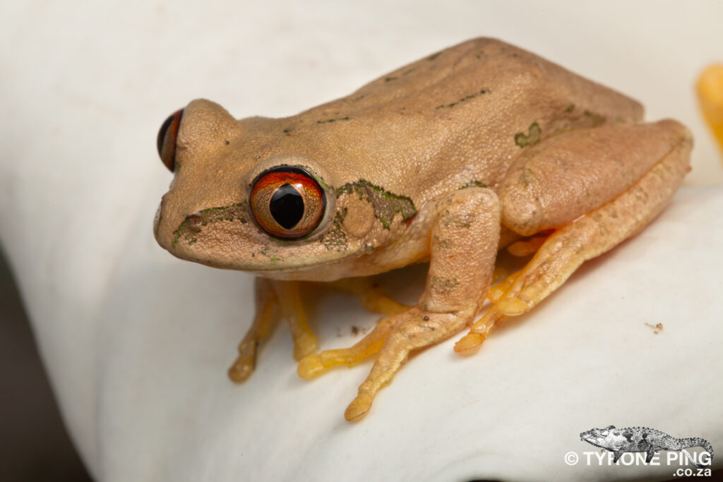 Leptopelis natalensis - Natal Forest Tree Frog