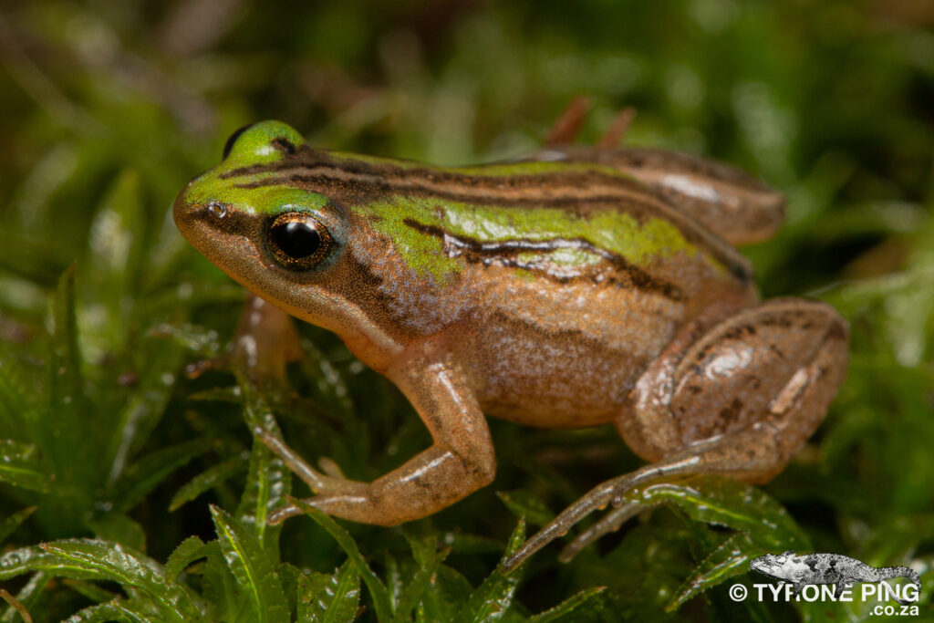 Cacosternum striatum - Striped Caco