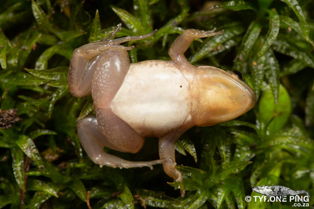 Cacosternum striatum - Striped Caco
