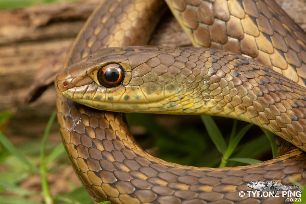 Psammophis brevirostris - Short Snouted Grass Snake