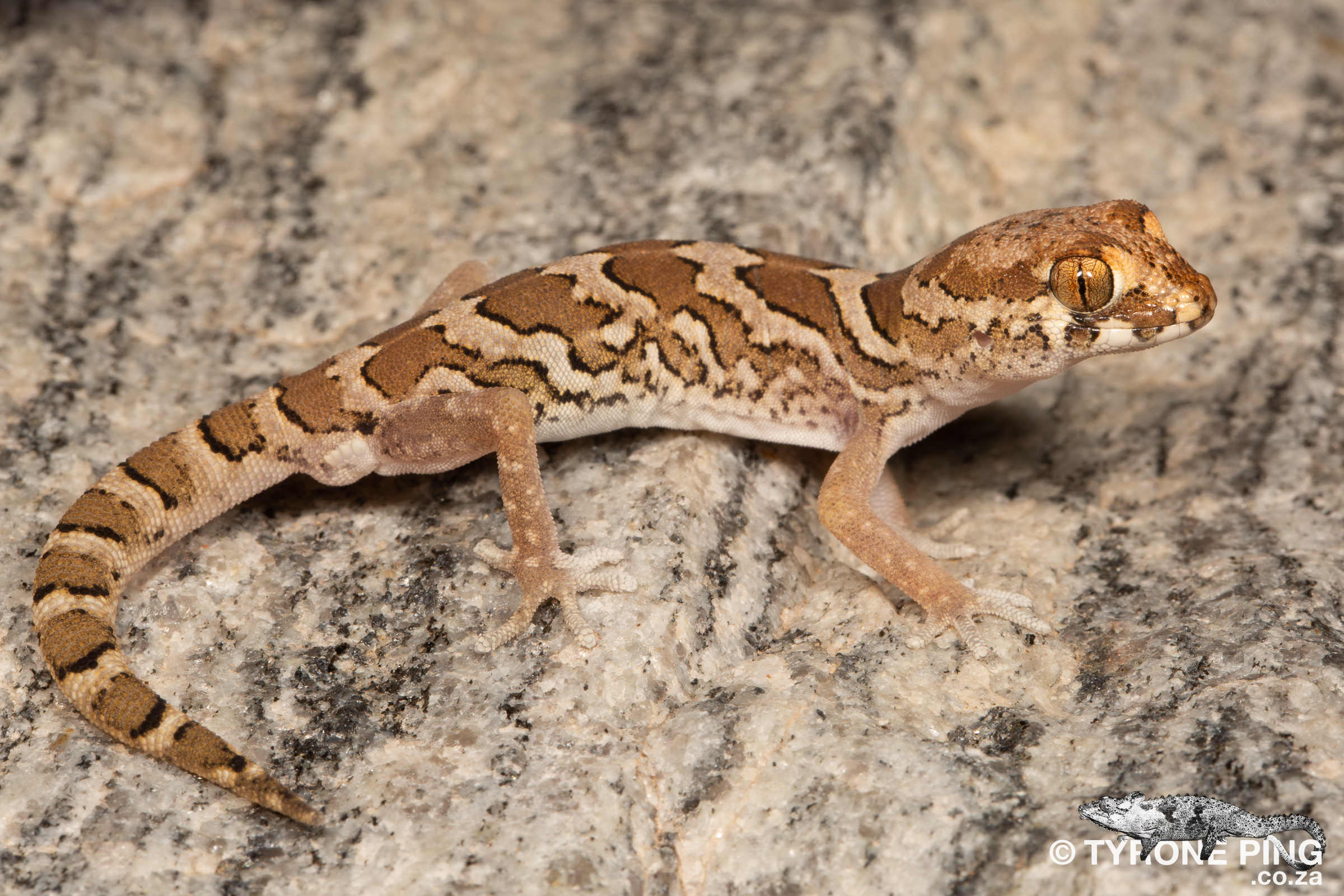 Pachydactylus macrolepis - Large Scaled Banded Gecko