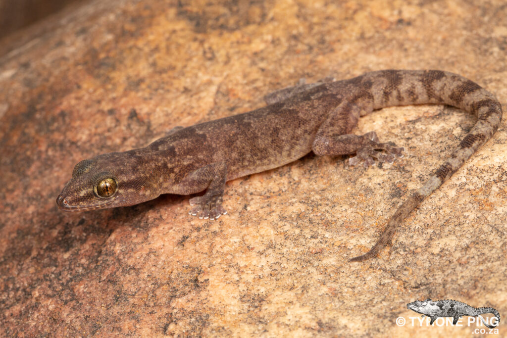 Afroedura pienaari - Pienaar's Flat Gecko