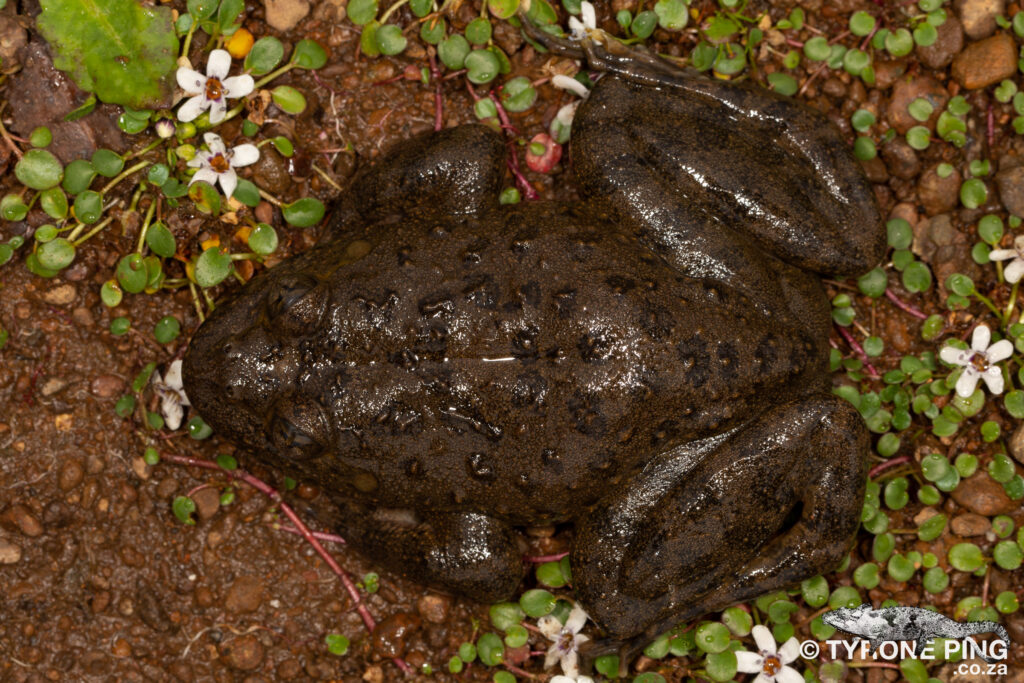 Amietia vertebralis - Maluti river frog