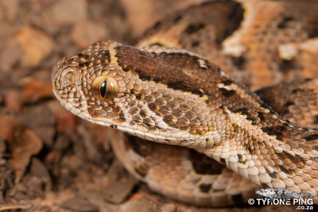 Bitis arietans - Puff Adder