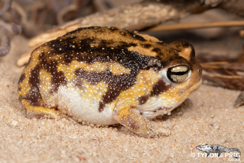 Rain Frog