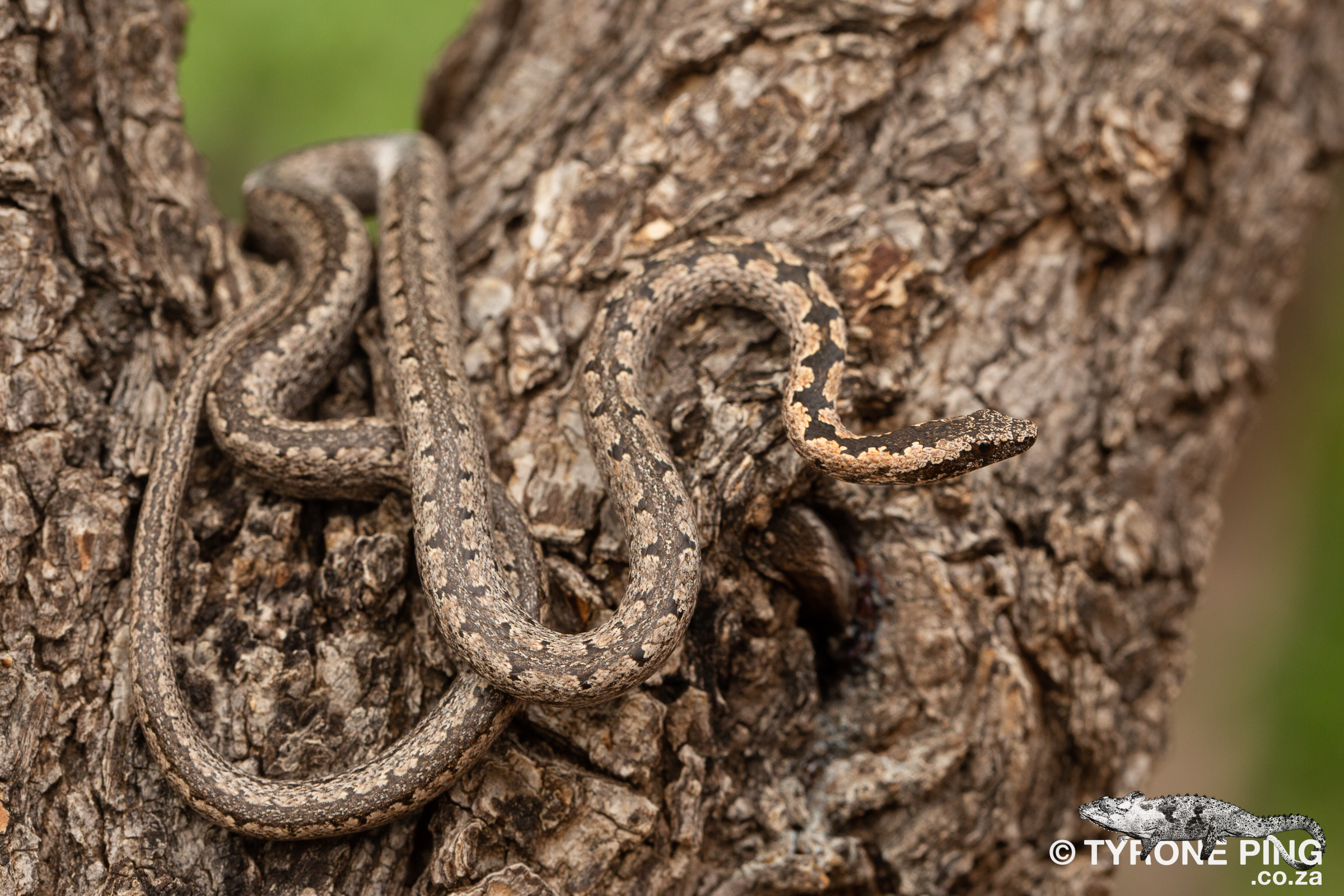 Hemirhagerrhis nototaenia - Eastern Bark Snake