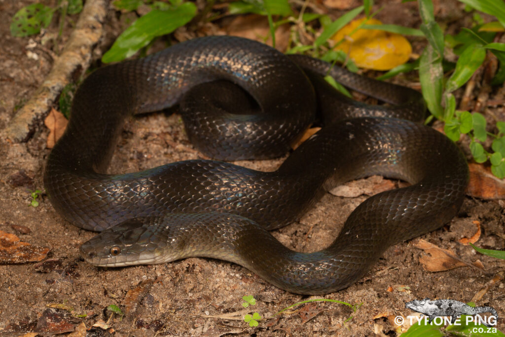 Lycodonomorphus inornatus - Olive Snake