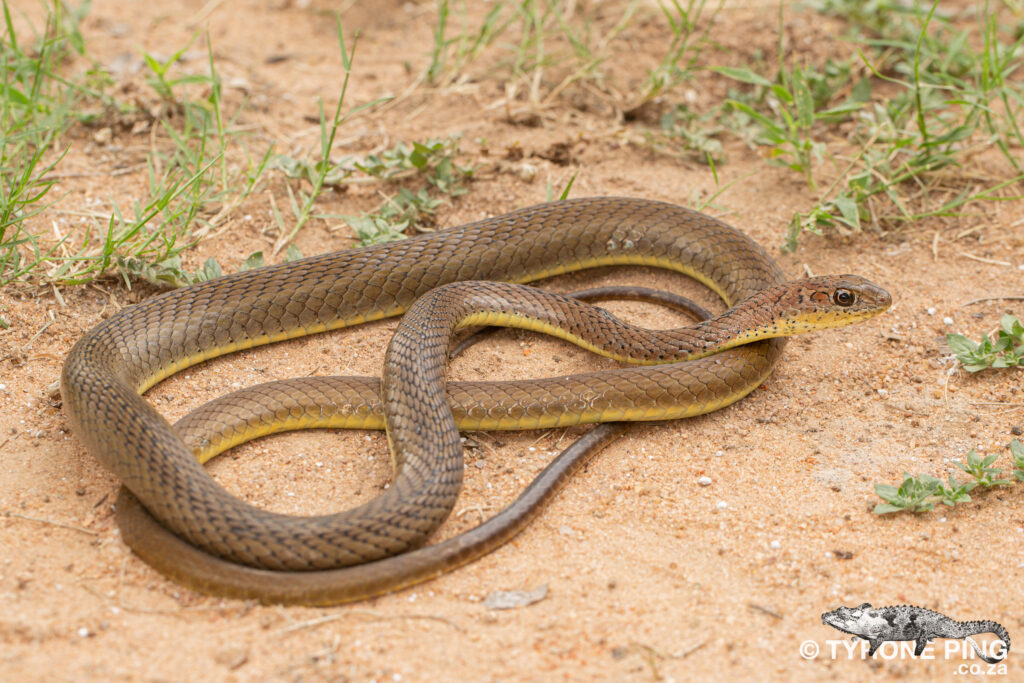 Psammophis mossambicus - Olive Grass Snakex