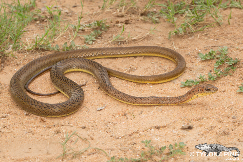 Psammophis mossambicus - Olive Grass Snakex