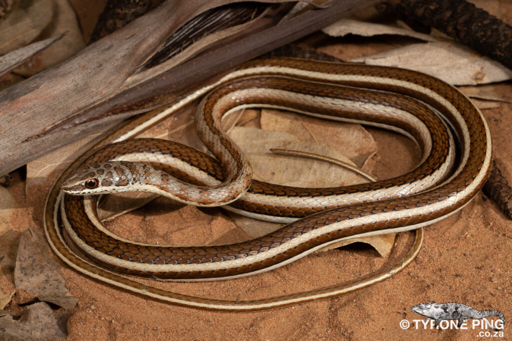 Psammophis subtaeniatus - Western Yellow-bellied Sand Snake