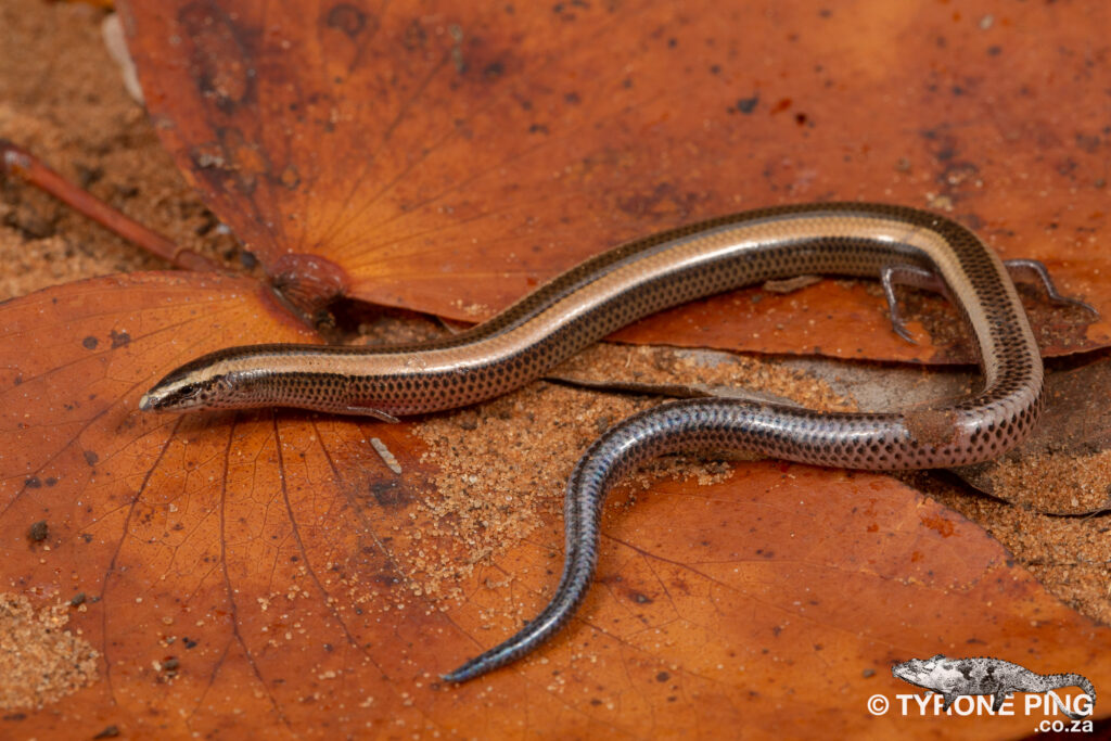 Scelotes limpopoensis limpopoensis - Limpopo Dwarf Burrowing Skink