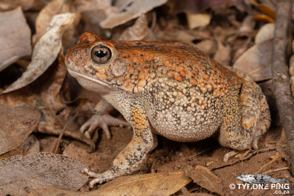 Tyrone Ping - Exploring the diversity of Amphibians of Southern Africa.