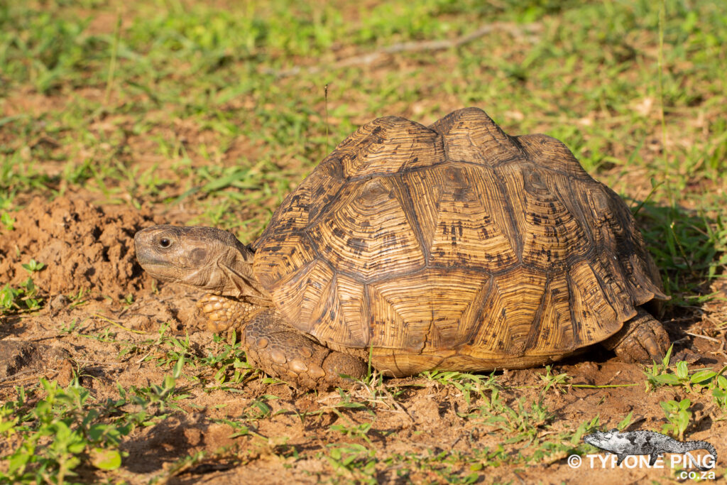 Stigmochelys pardalis - Leopard Tortoise
