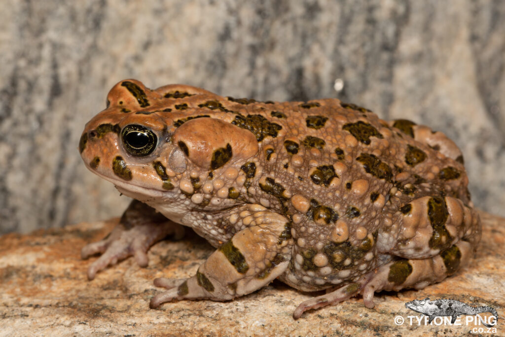 Vandijkophrynus robinsoni - Paradise Toad