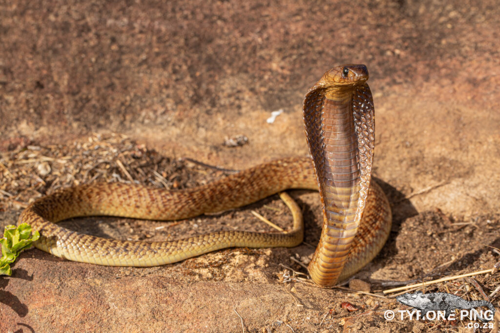 Cape Cobra and how to identify them in Southern Africa