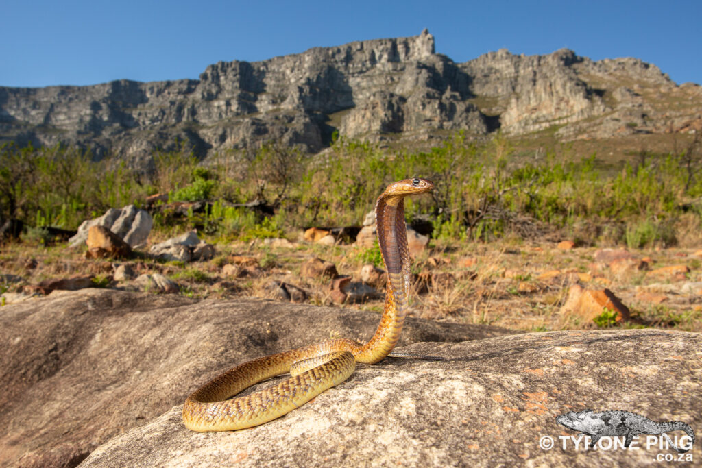 Naja nivea - Cape Cobra