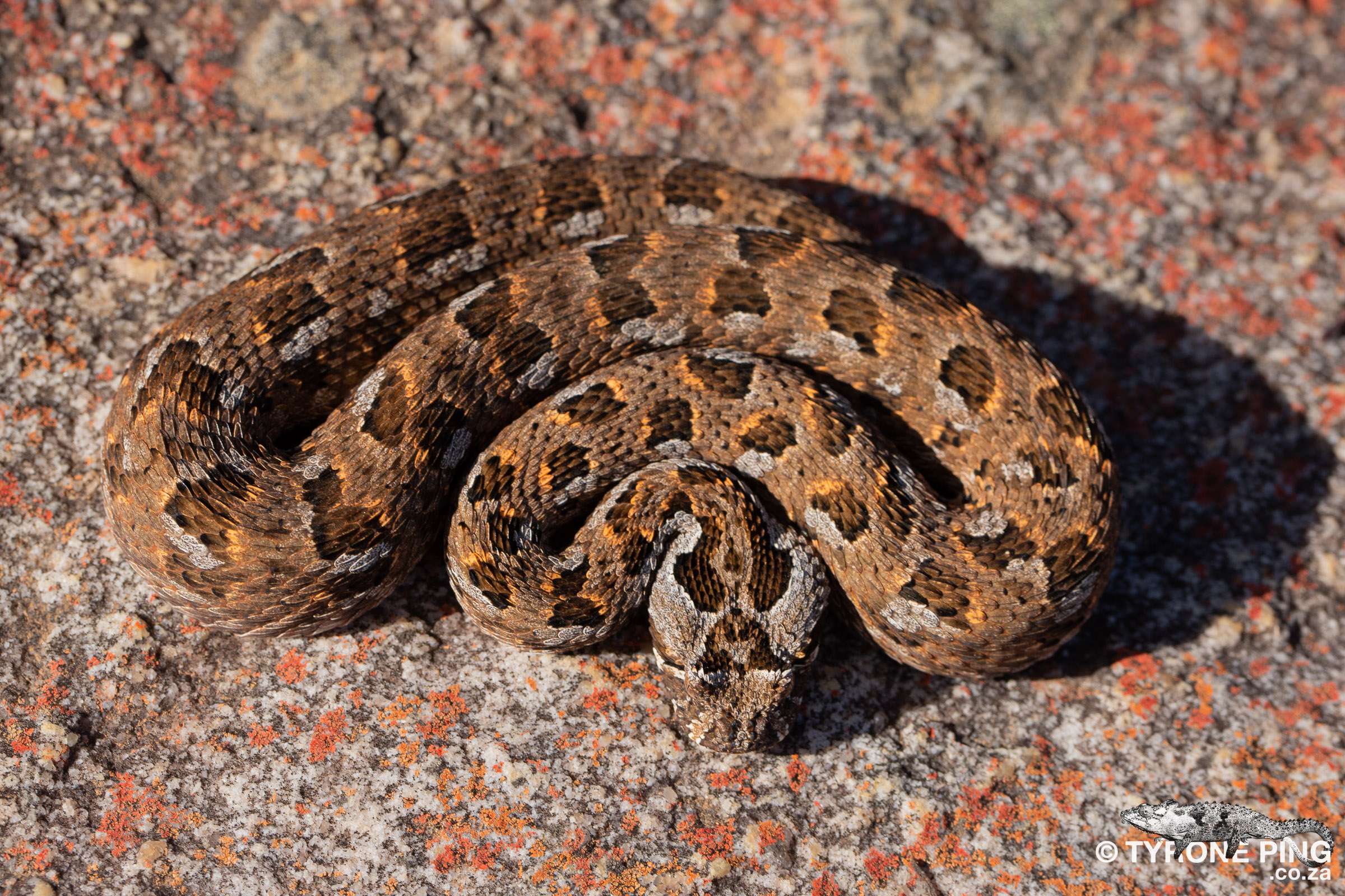 Bitis rubida - Red Adder