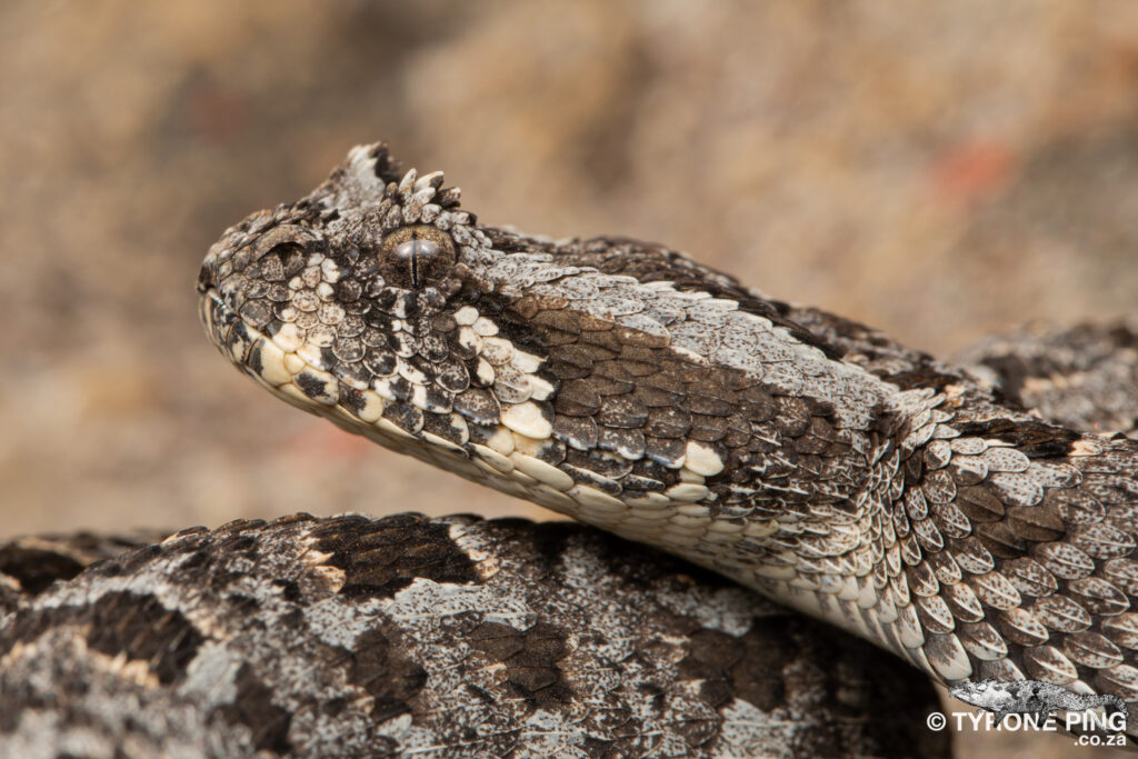 Bitis rubida - Red Adder