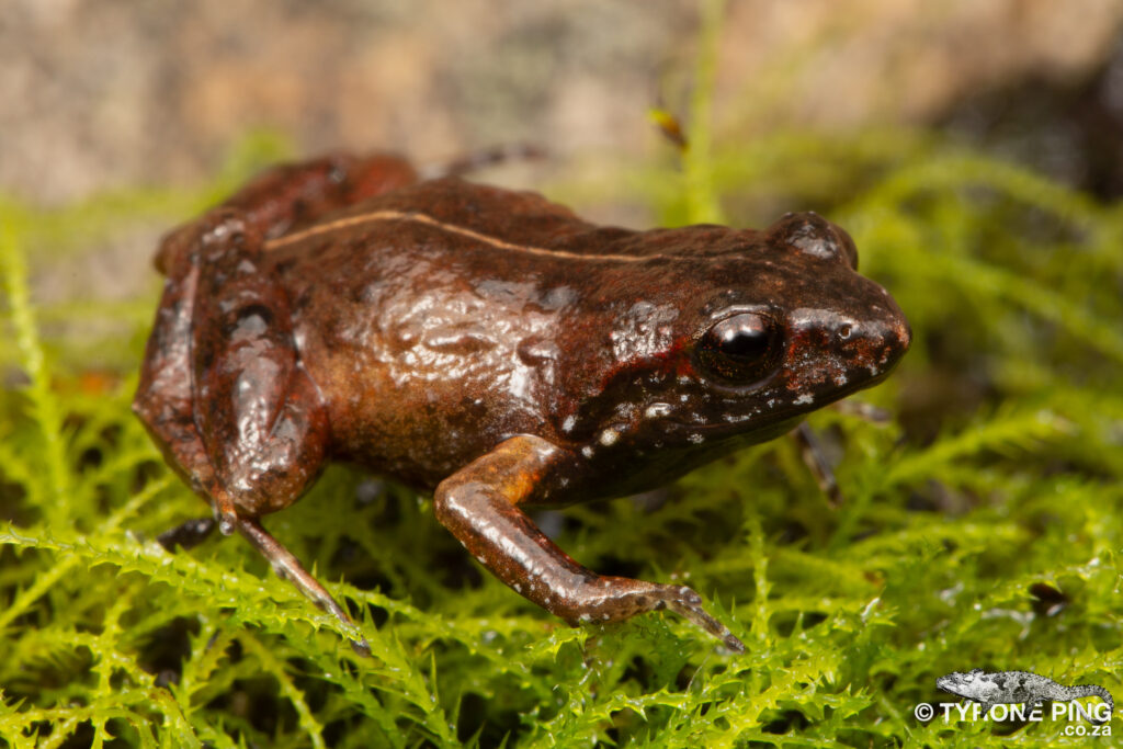 Arthroleptella atermina - Riviersonderend Moss Frog