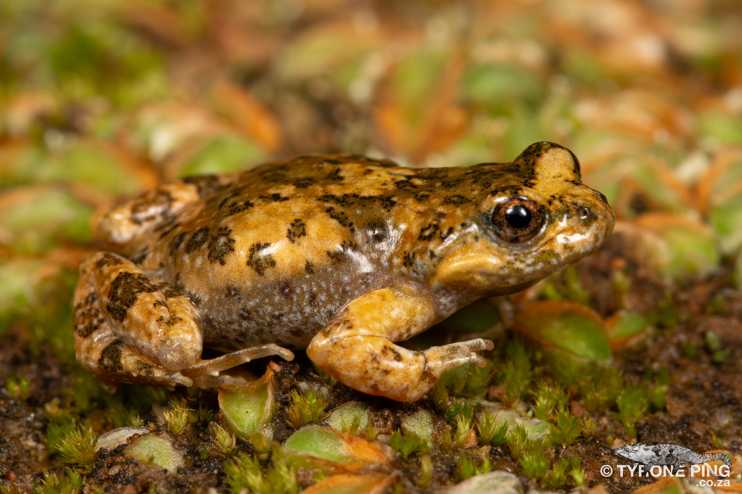 Cacosternum namaquense - Namaqua Caco
