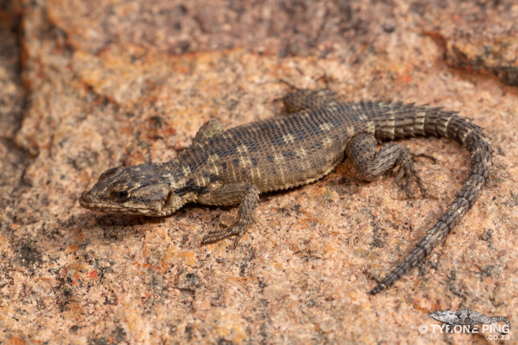 Karusasaurus polyzonus - Karoo Girdled Lizard