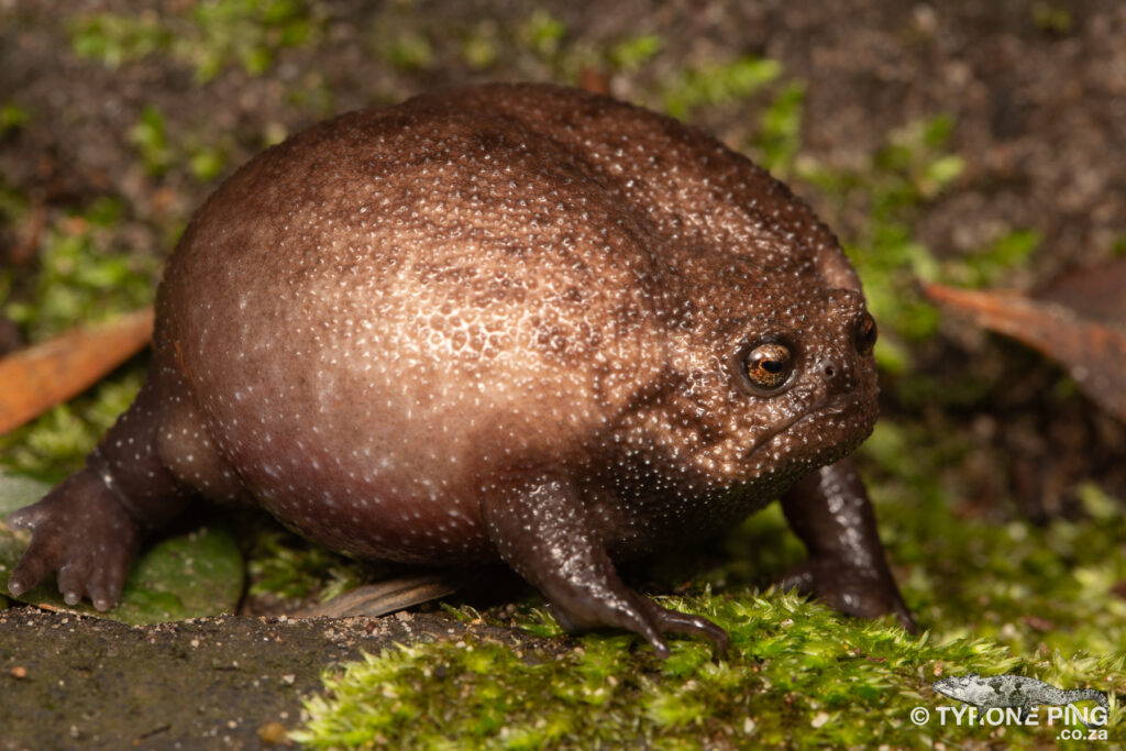 Breviceps fuscus - Plain Rain Frog