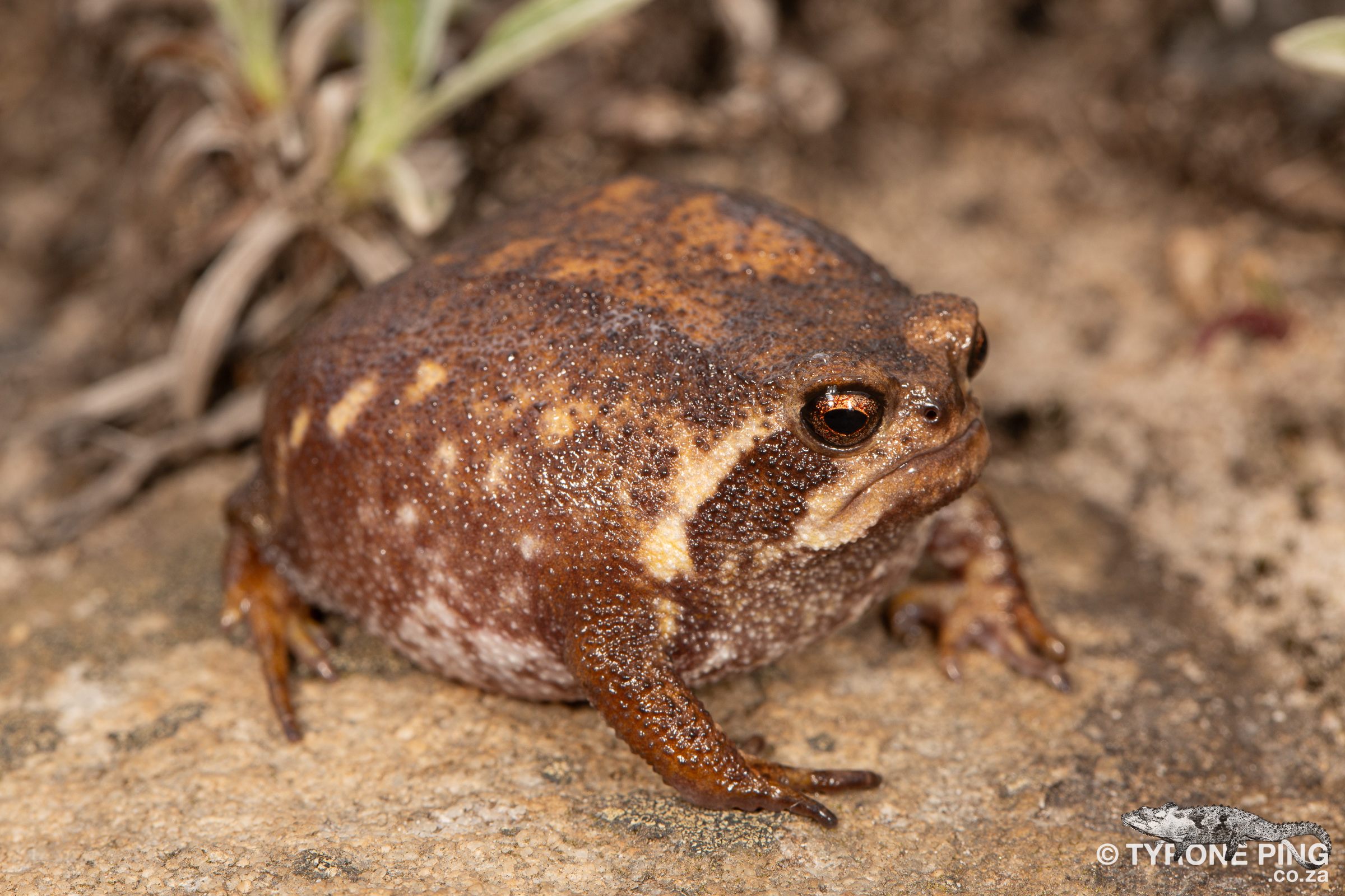 Breviceps sylvestris sylvestris - Northern Rain Frog