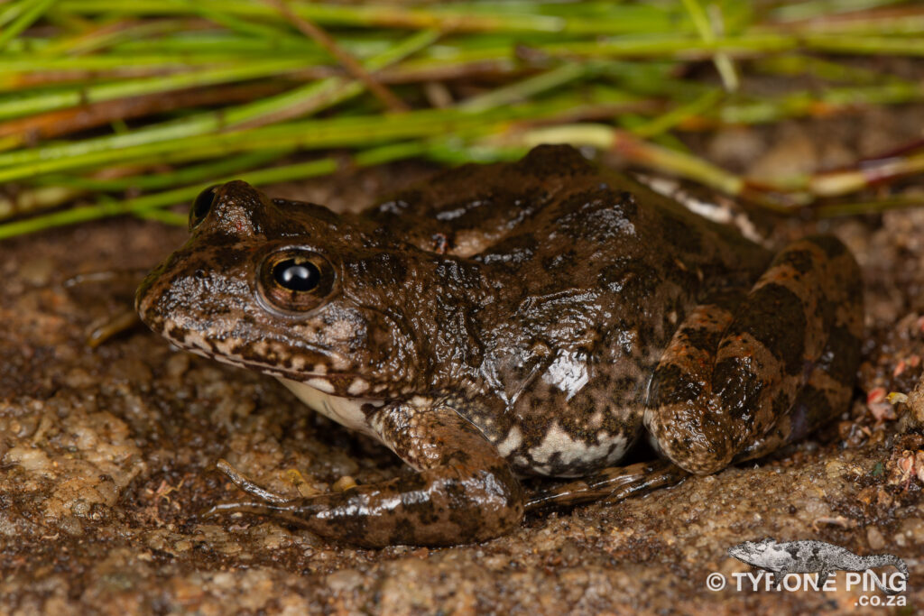 Amietia hymenopus - Phofung river frog