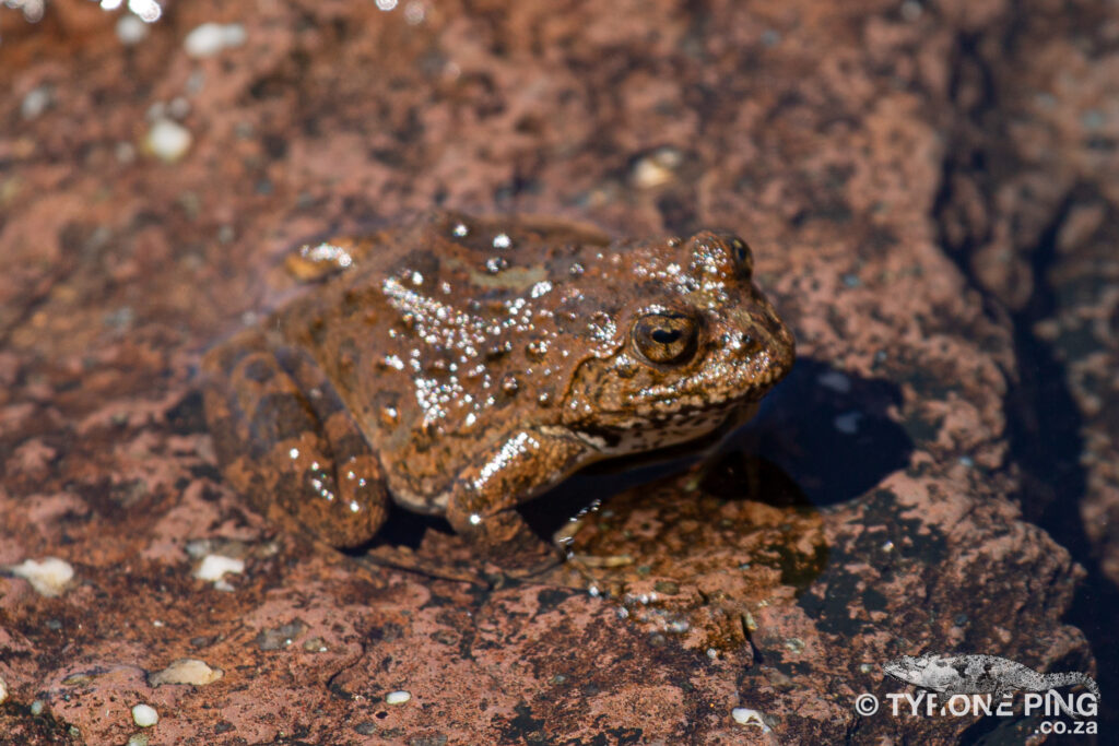 Amietia hymenopus - Phofung river frog