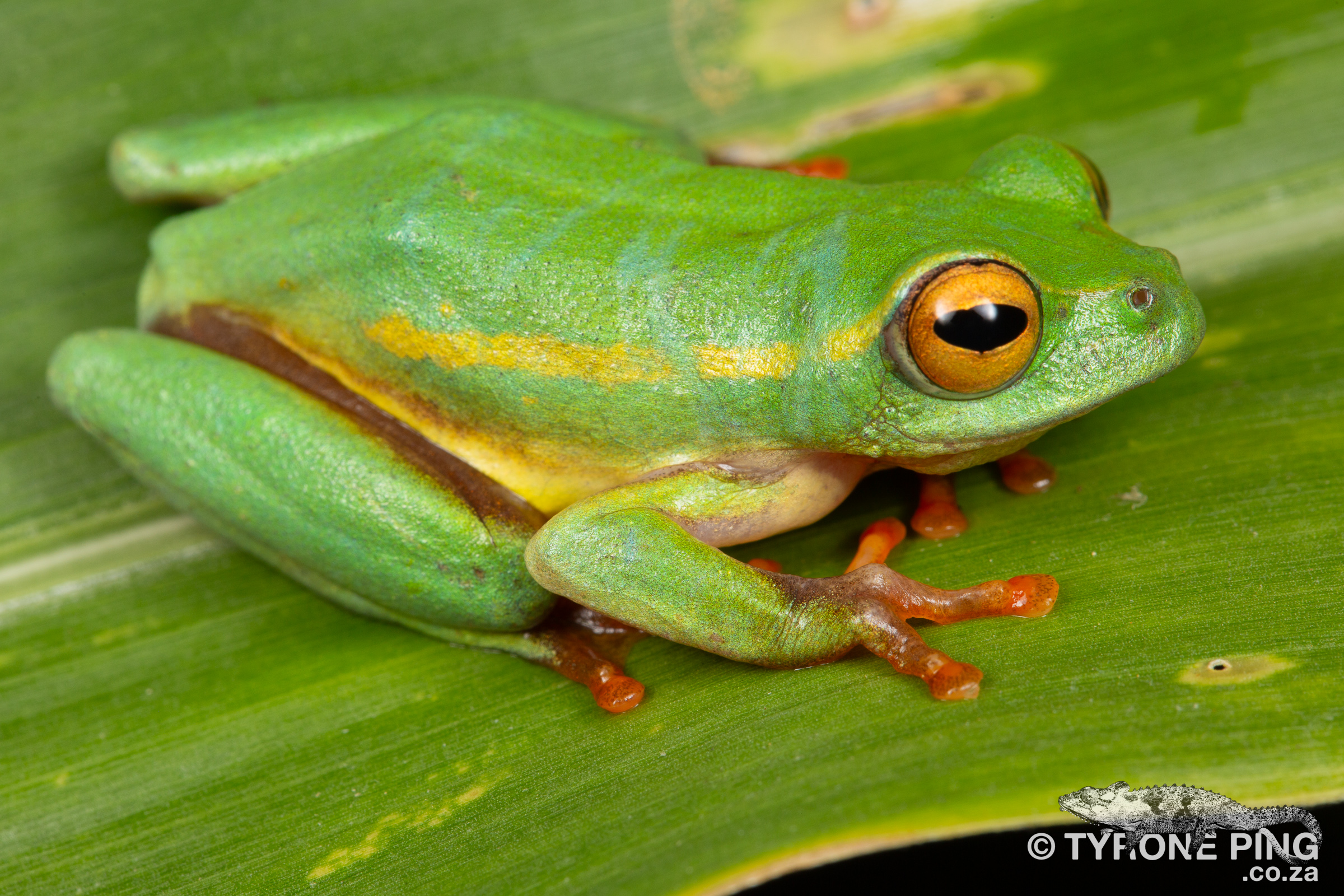 Tyrone Ping - Exploring the diversity of Amphibians of Southern Africa.