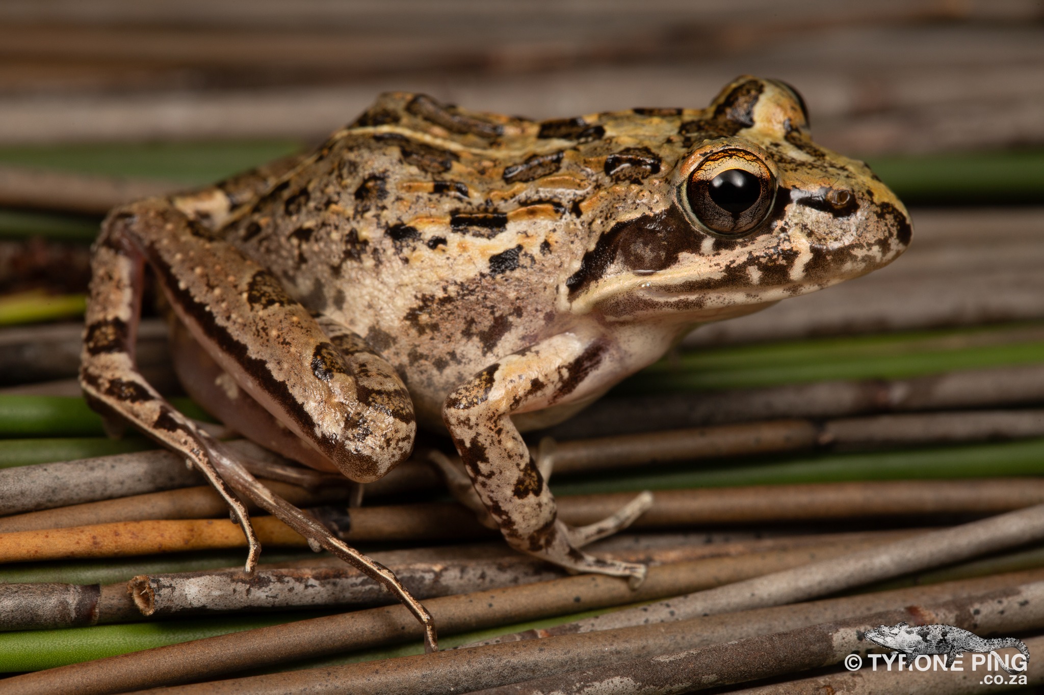Tyrone Ping - Exploring Southern African Herpetofauna