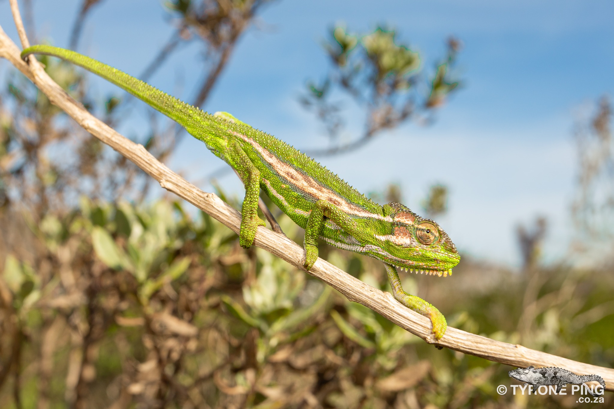 Tyrone Ping - Exploring Southern African Herpetofauna