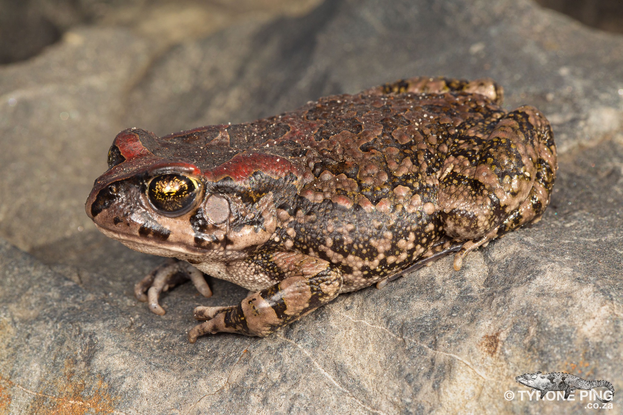 Discovering the diversity of Snakes found in Southern Africa.