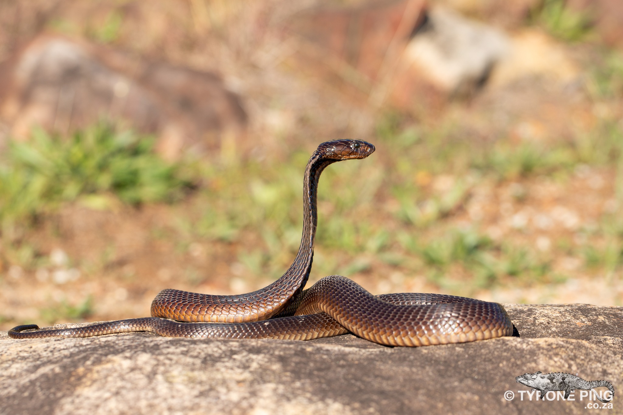 Tyrone Ping - Exploring Southern African Herpetofauna