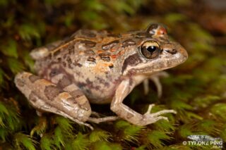 Tyrone Ping - Exploring Southern African Herpetofauna