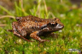 Tyrone Ping - Exploring Southern African Herpetofauna